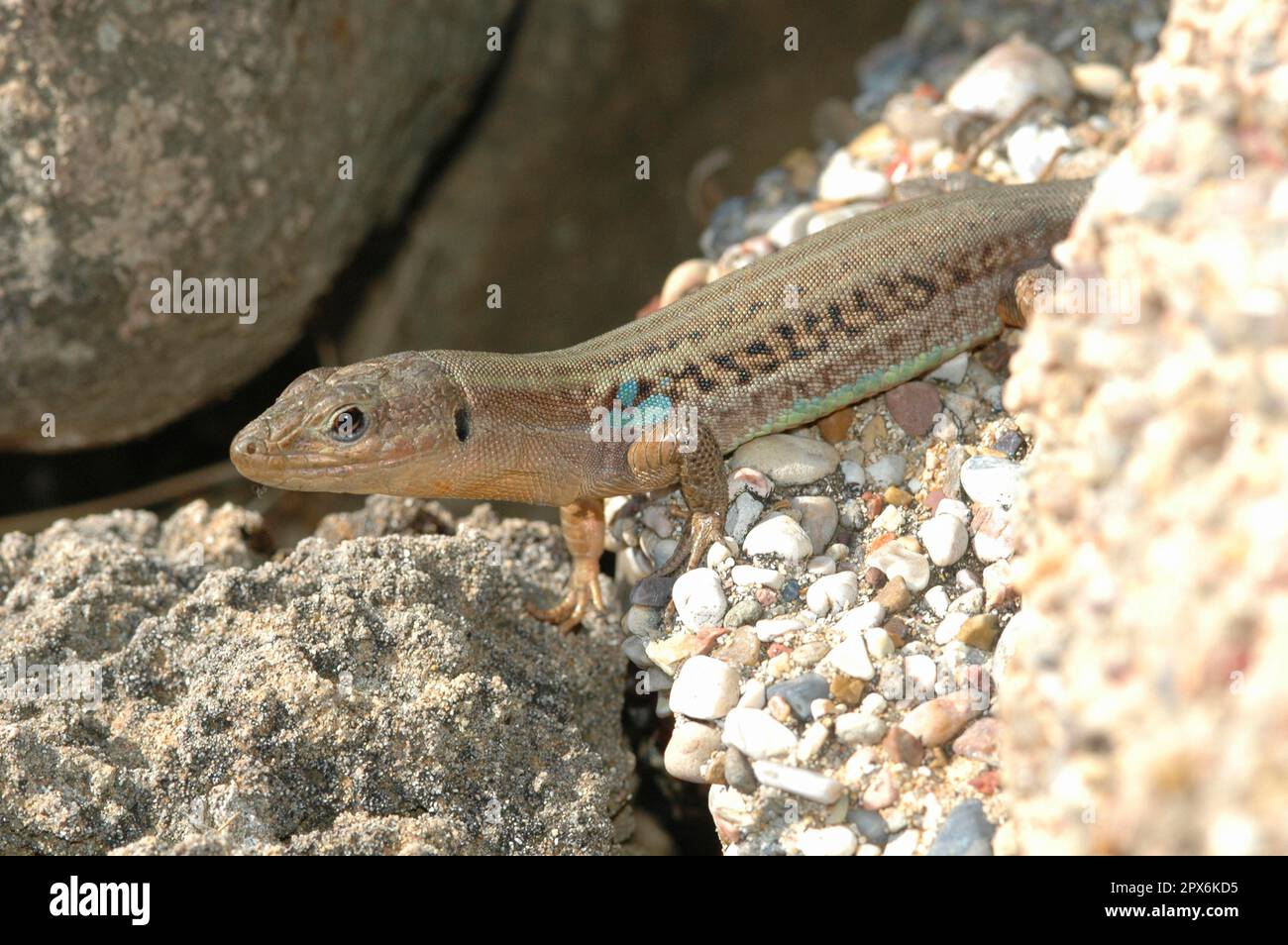 Peloponnese wall lizard, Greece Stock Photo - Alamy