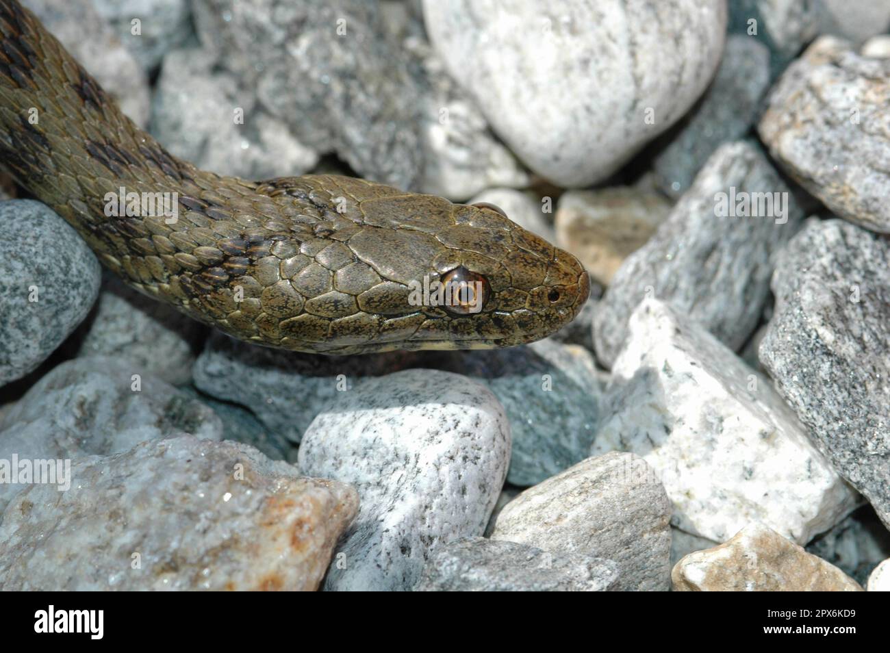 Dice head hi-res stock photography and images - Alamy