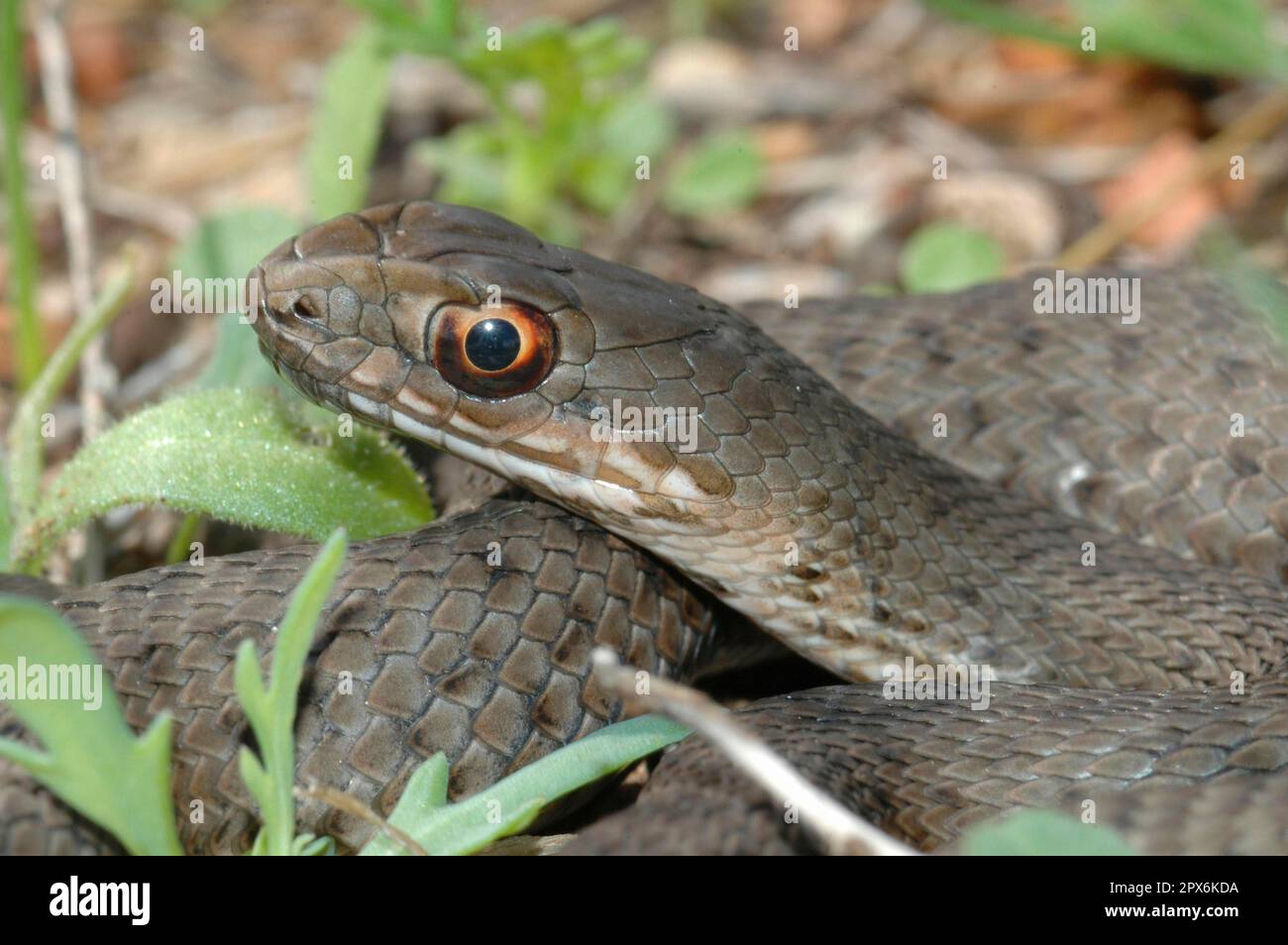 Snake head lizard hi-res stock photography and images - Alamy