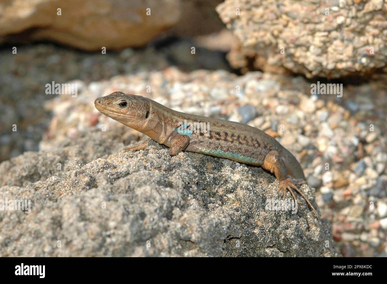 Greek lizard hi-res stock photography and images - Alamy