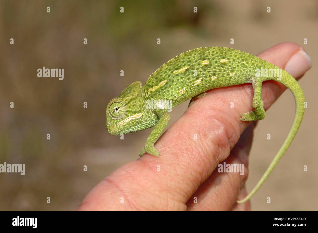 African chameleon hi-res stock photography and images - Alamy