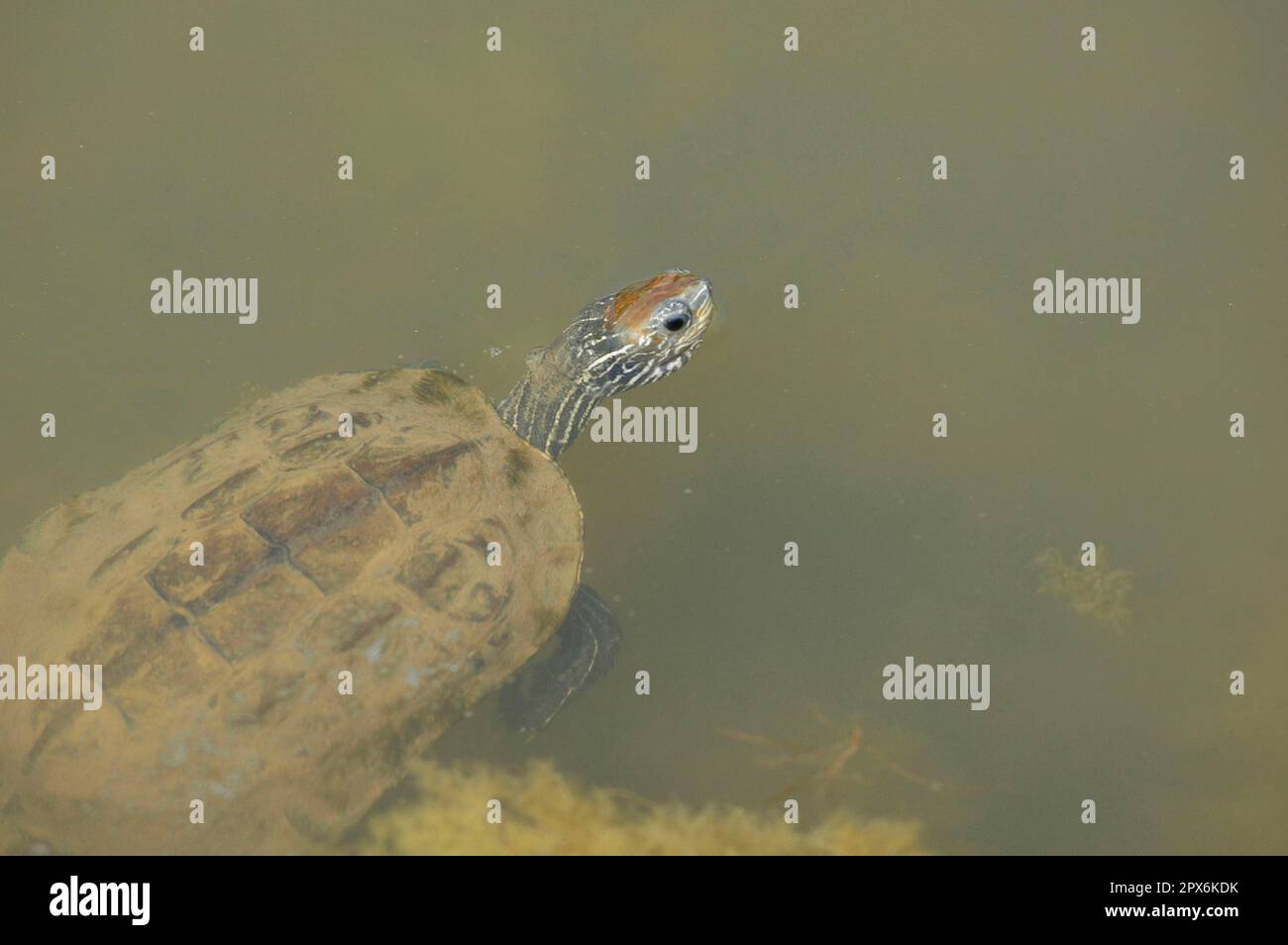 The balkan pond turtle hi-res stock photography and images - Alamy