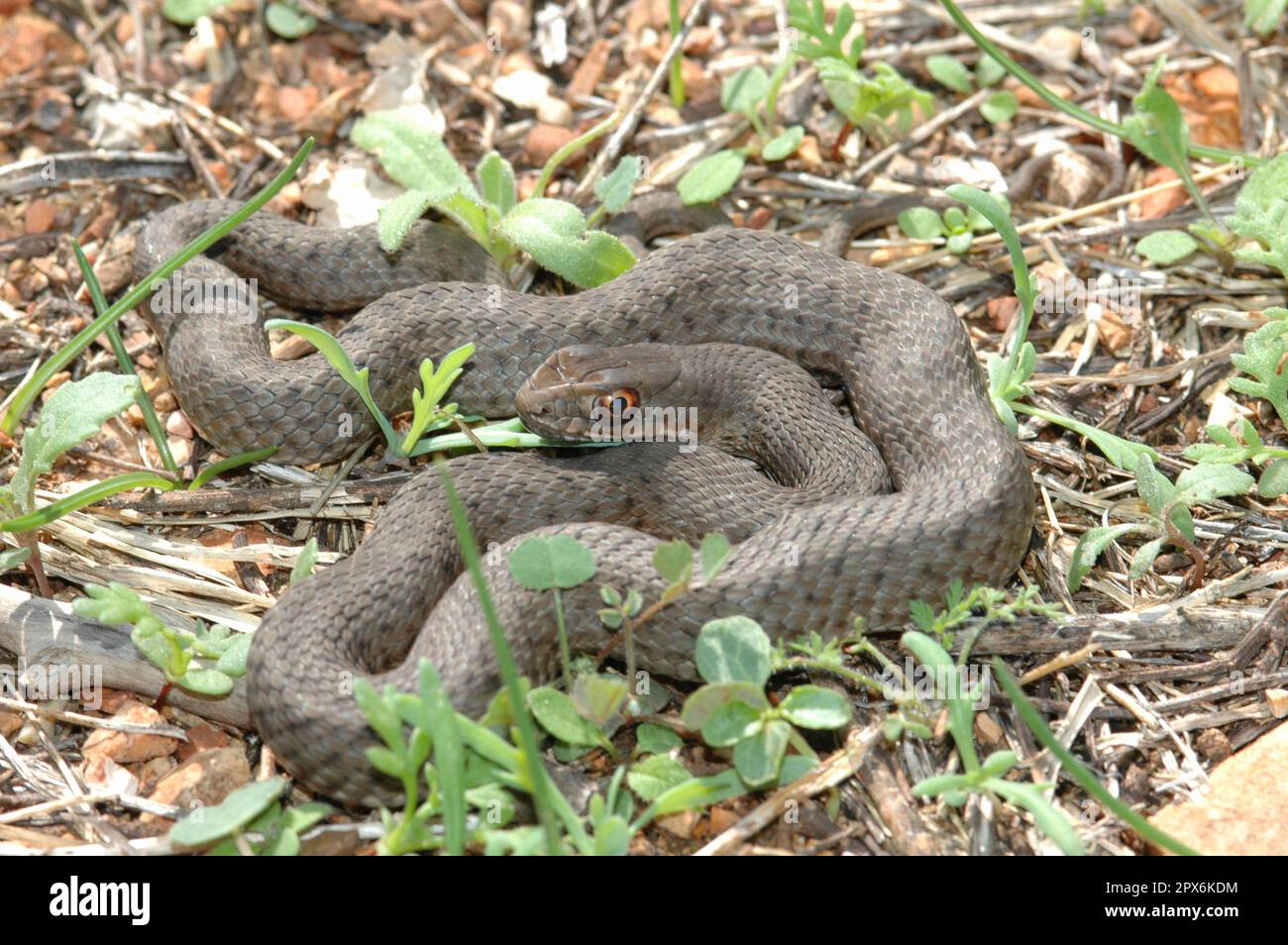 Greek snake hi-res stock photography and images - Alamy