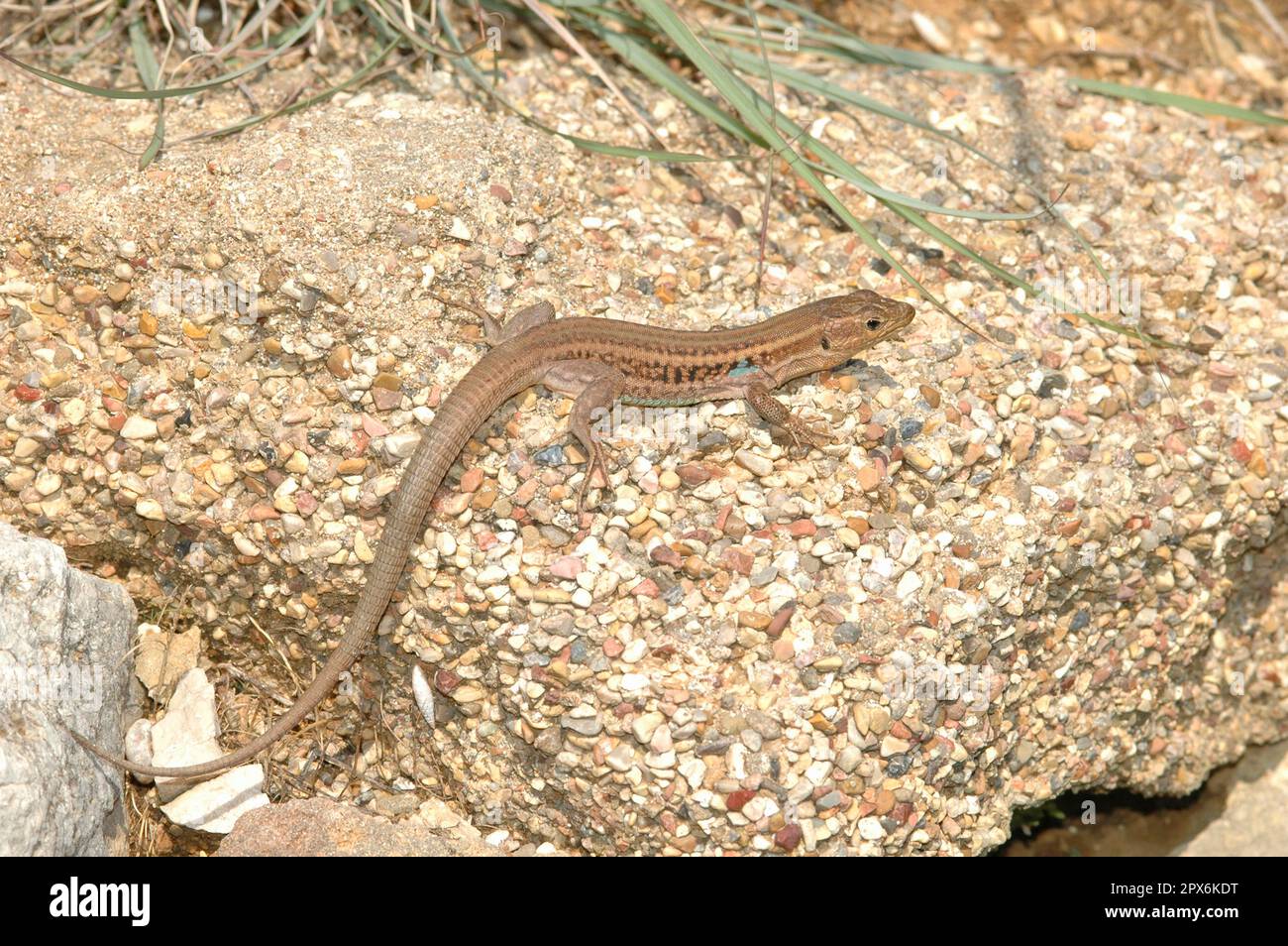 Peloponnese wall lizard, Greece Stock Photo - Alamy