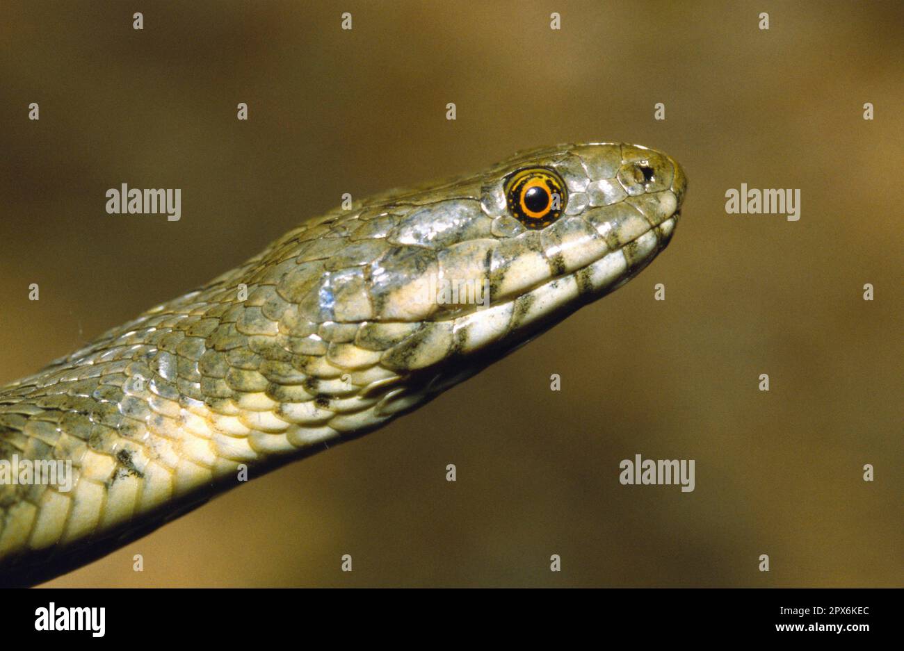 Snake head profile hi-res stock photography and images - Alamy