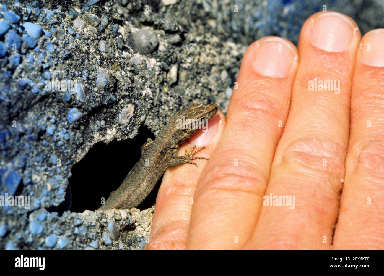 Common lizard hand hi-res stock photography and images - Alamy