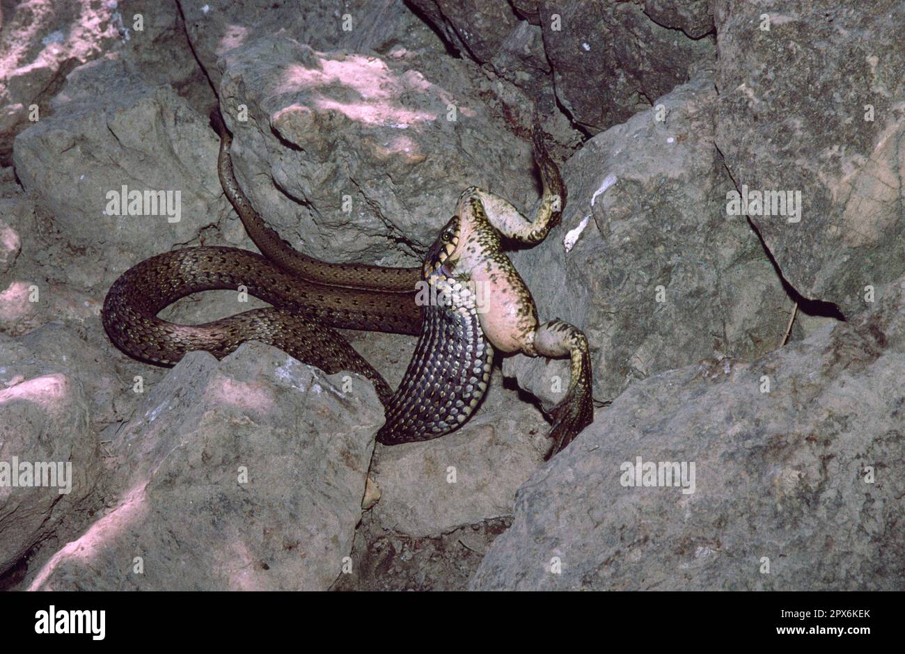 Snake feeding hi-res stock photography and images - Alamy