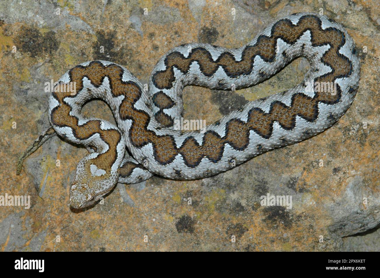 European horned viper hi-res stock photography and images - Alamy
