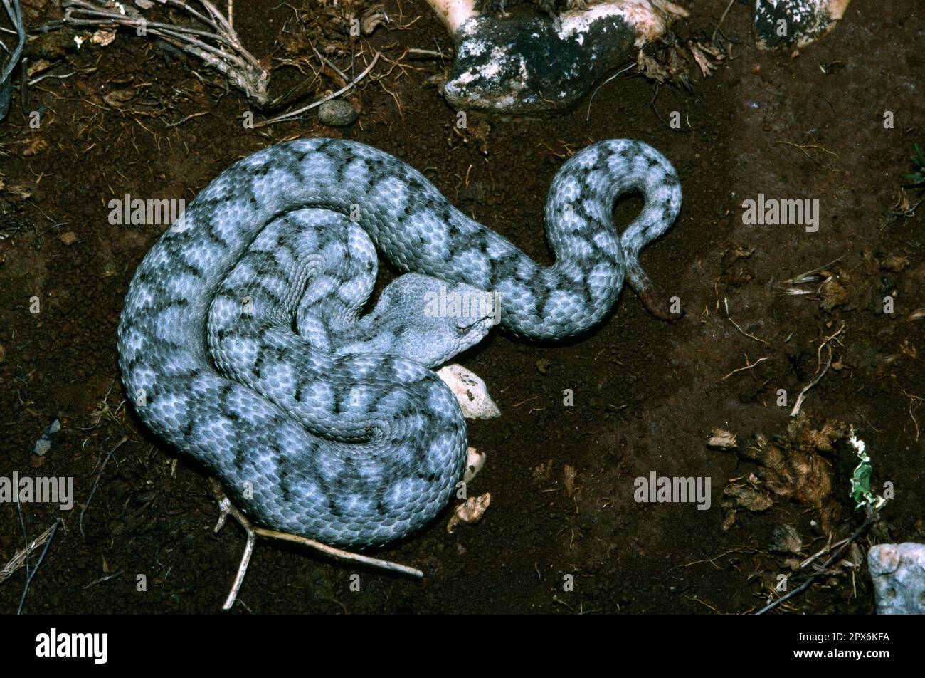 European horned viper Stock Photo - Alamy