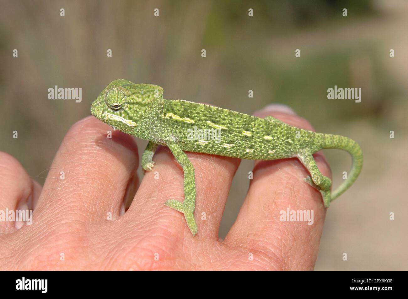 African chameleon hi-res stock photography and images - Alamy