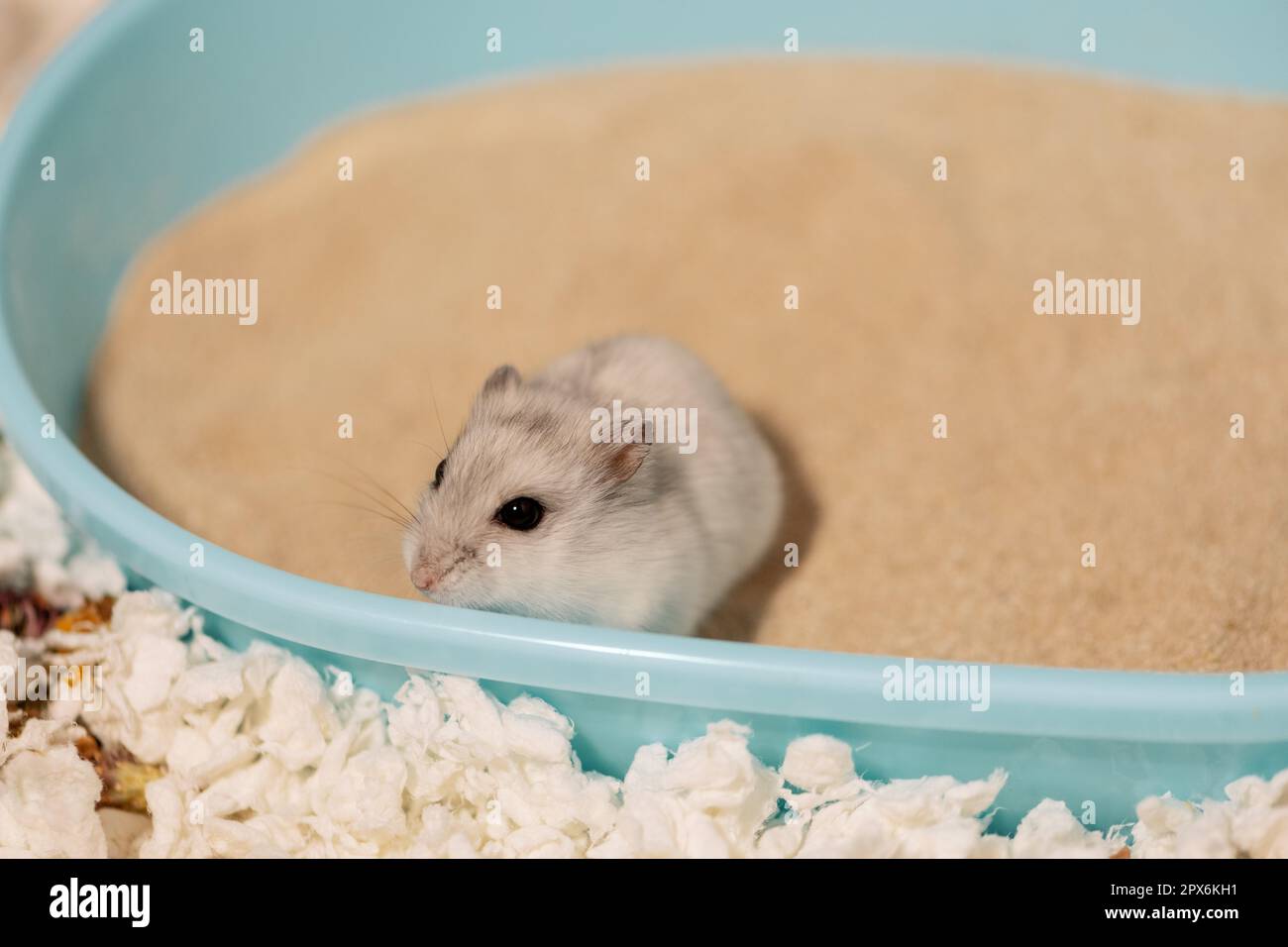 Hamster standing in sand bathtub Stock Photo - Alamy