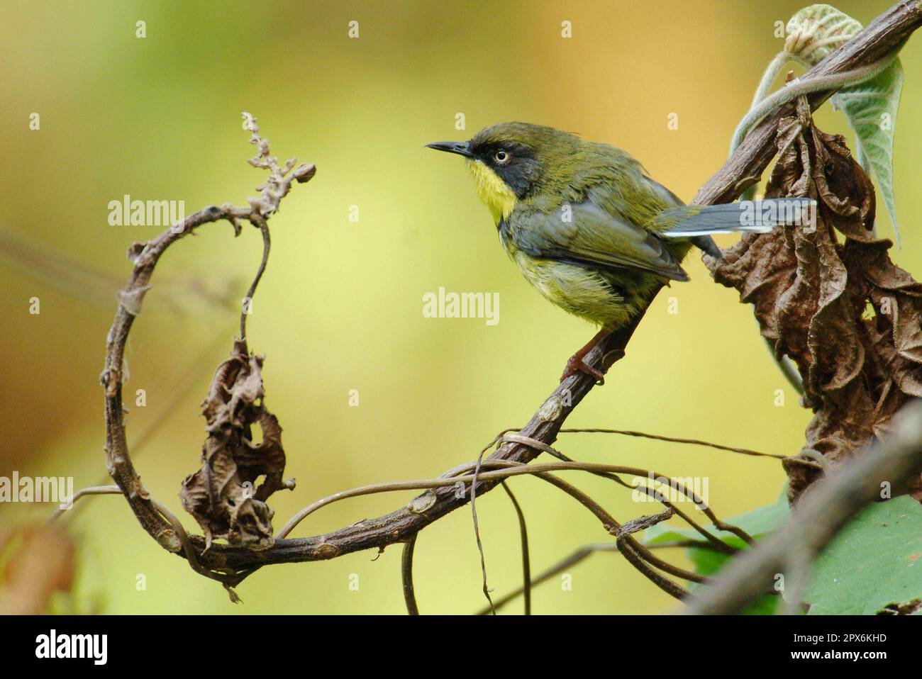 Yellow bellied apalis hi-res stock photography and images - Alamy