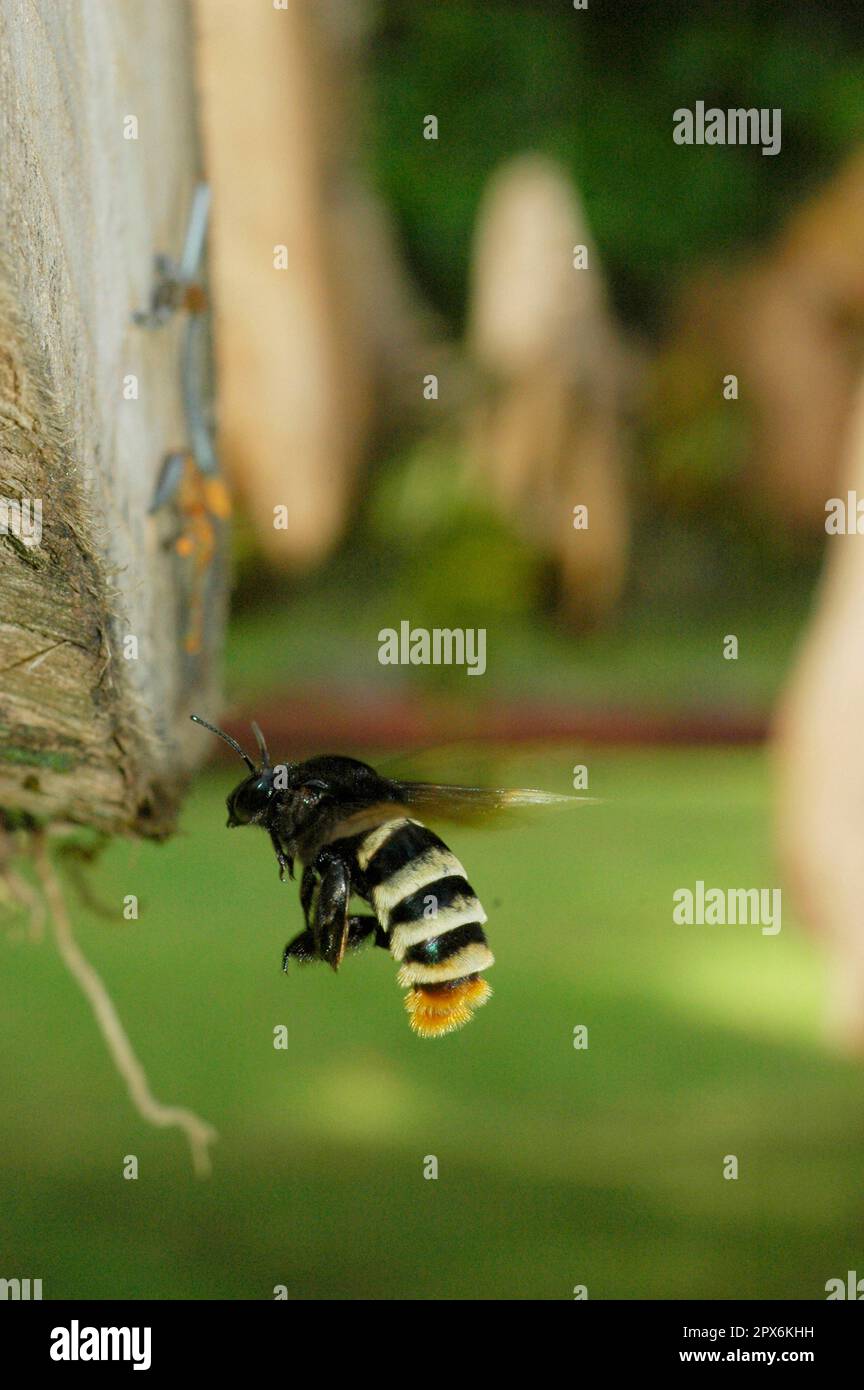 Bee movement hi-res stock photography and images - Alamy