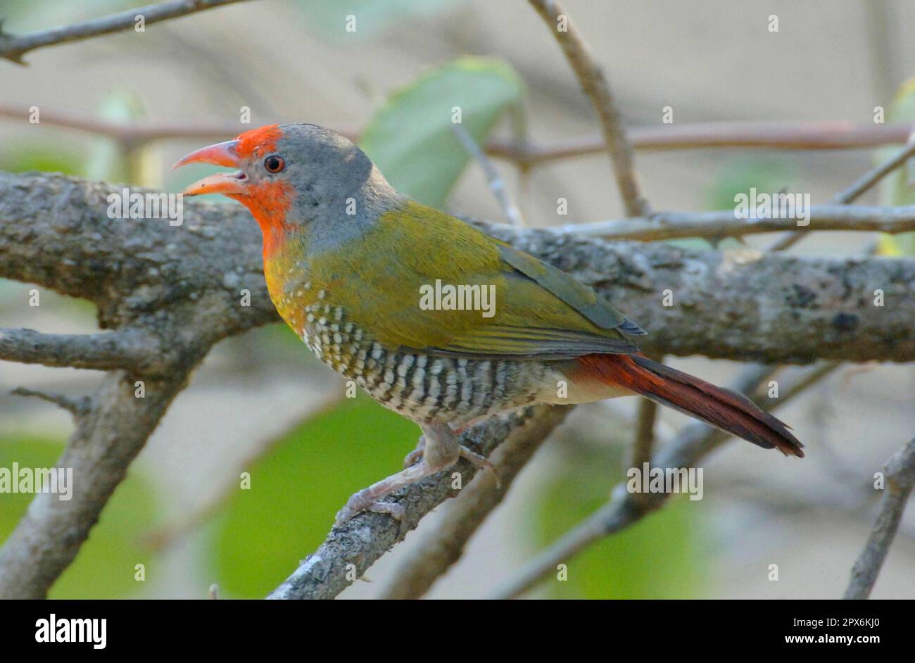 Green sing hi-res stock photography and images - Alamy