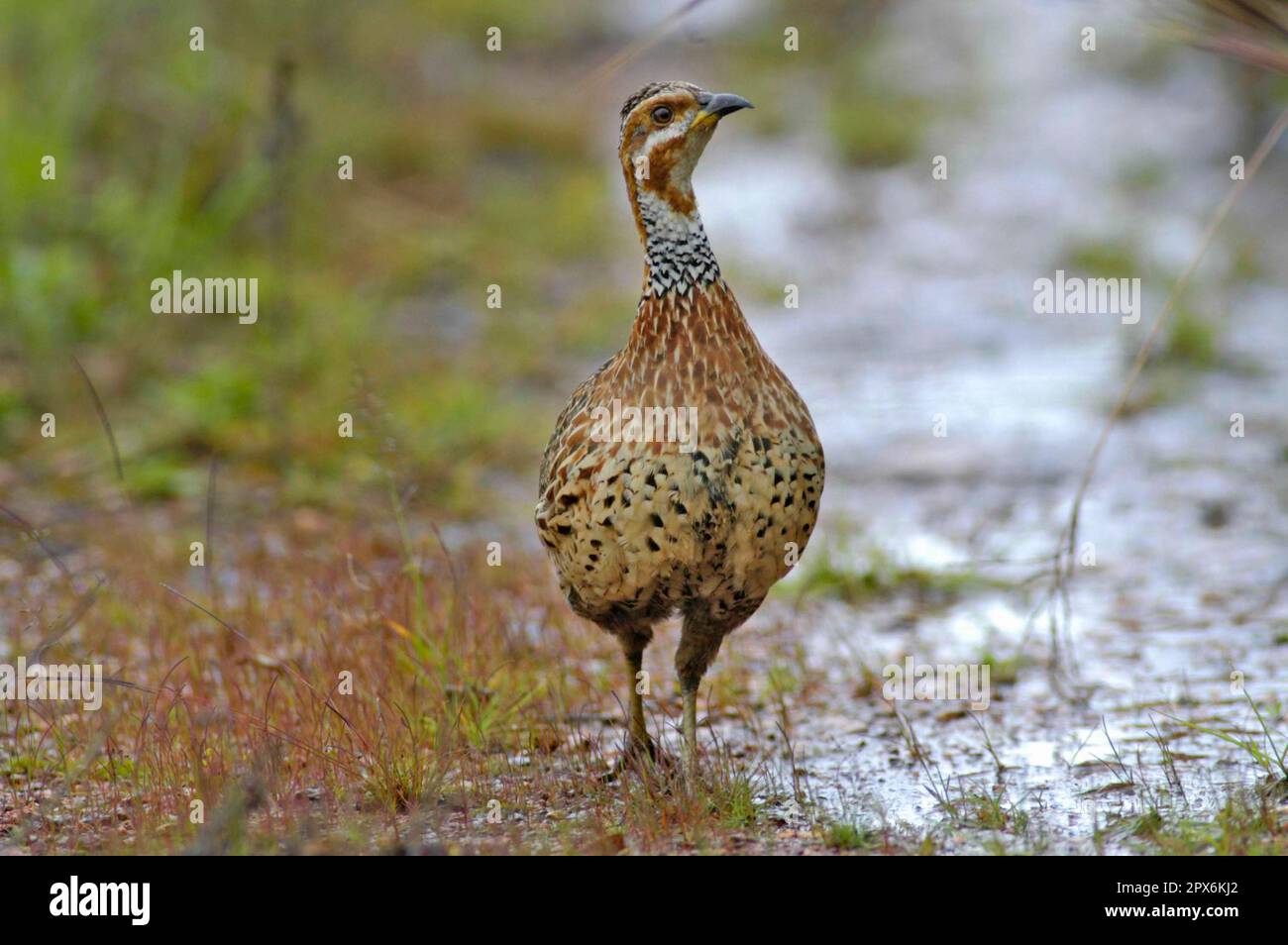 Red winged francolin hi-res stock photography and images - Alamy
