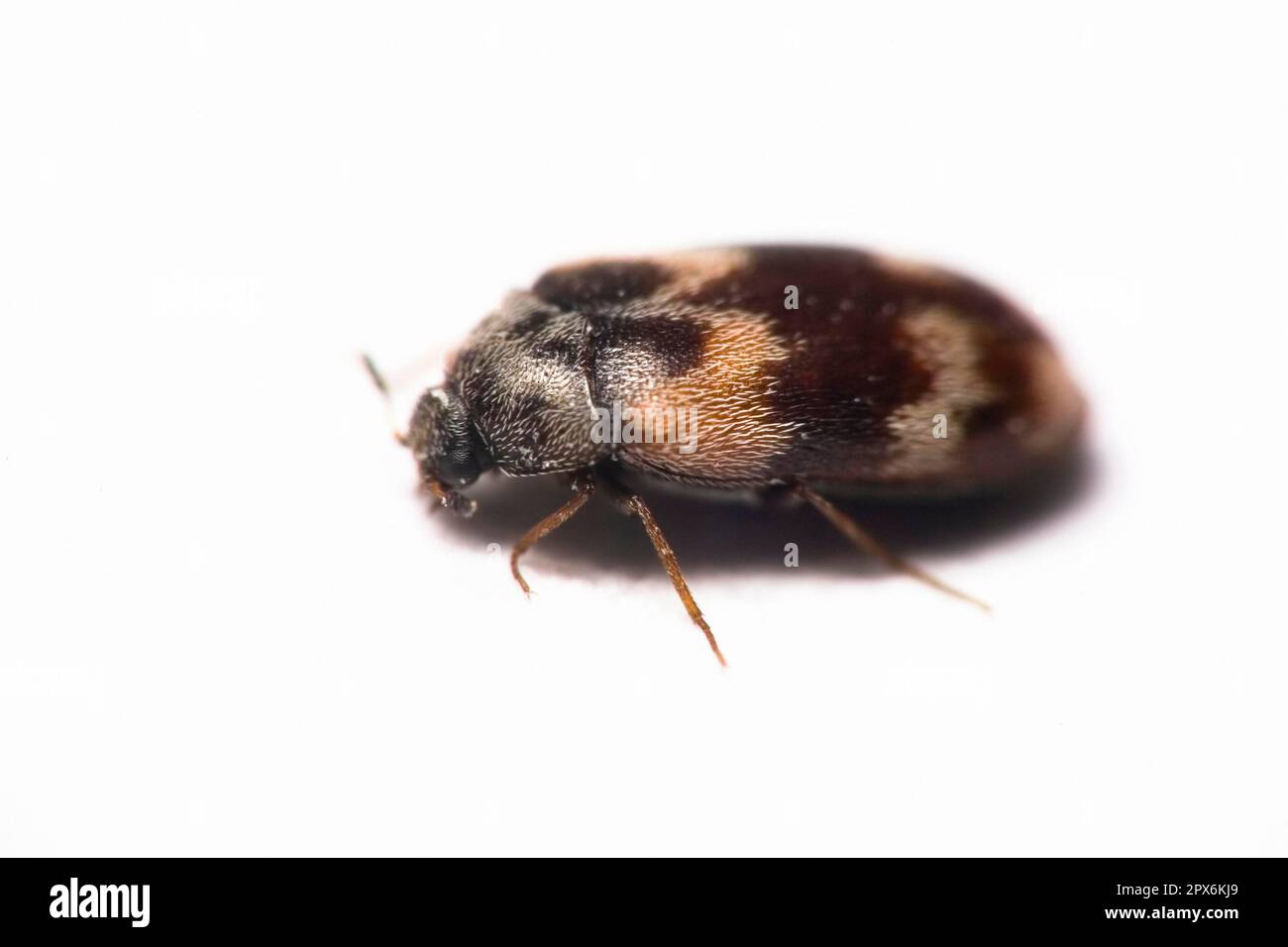 Insect cabinet Cut Out Stock Images & Pictures - Alamy