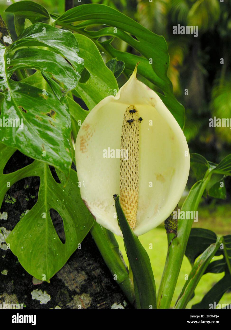 Monstera, window leaf Stock Photo - Alamy