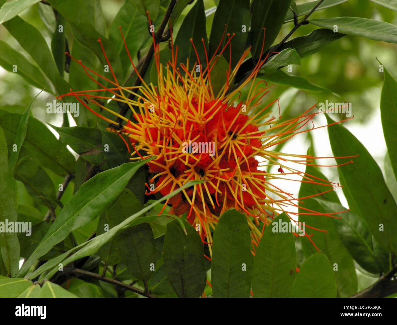 Rose of Venezuela Stock Photo - Alamy