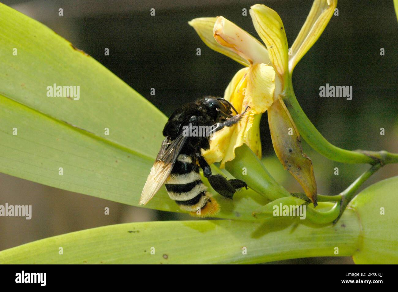 Magnificent bee on orchid flower Stock Photo - Alamy