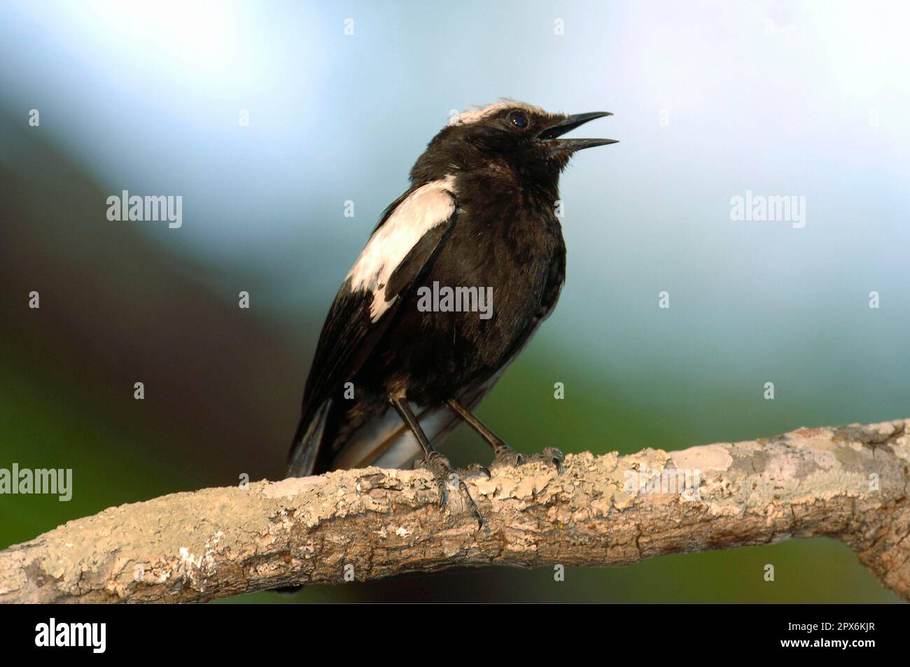 White-headed Black Chat Stock Photo - Alamy