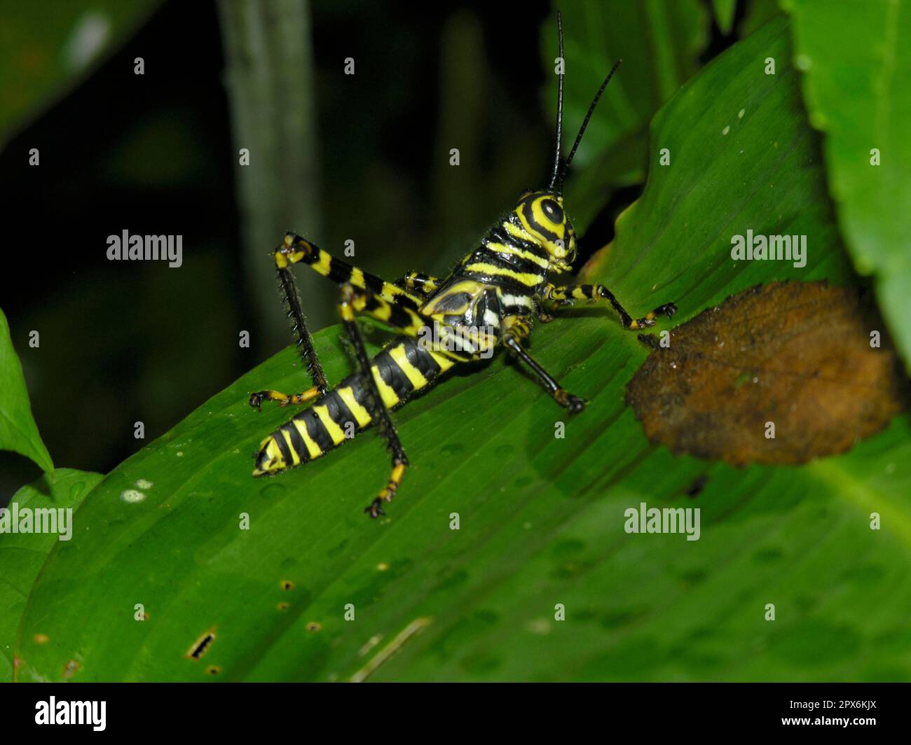 Zebra grasshopper in Panama Stock Photo - Alamy