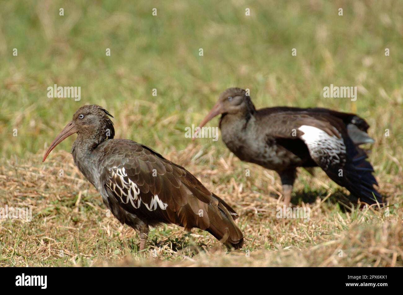 Clunker hi-res stock photography and images - Alamy