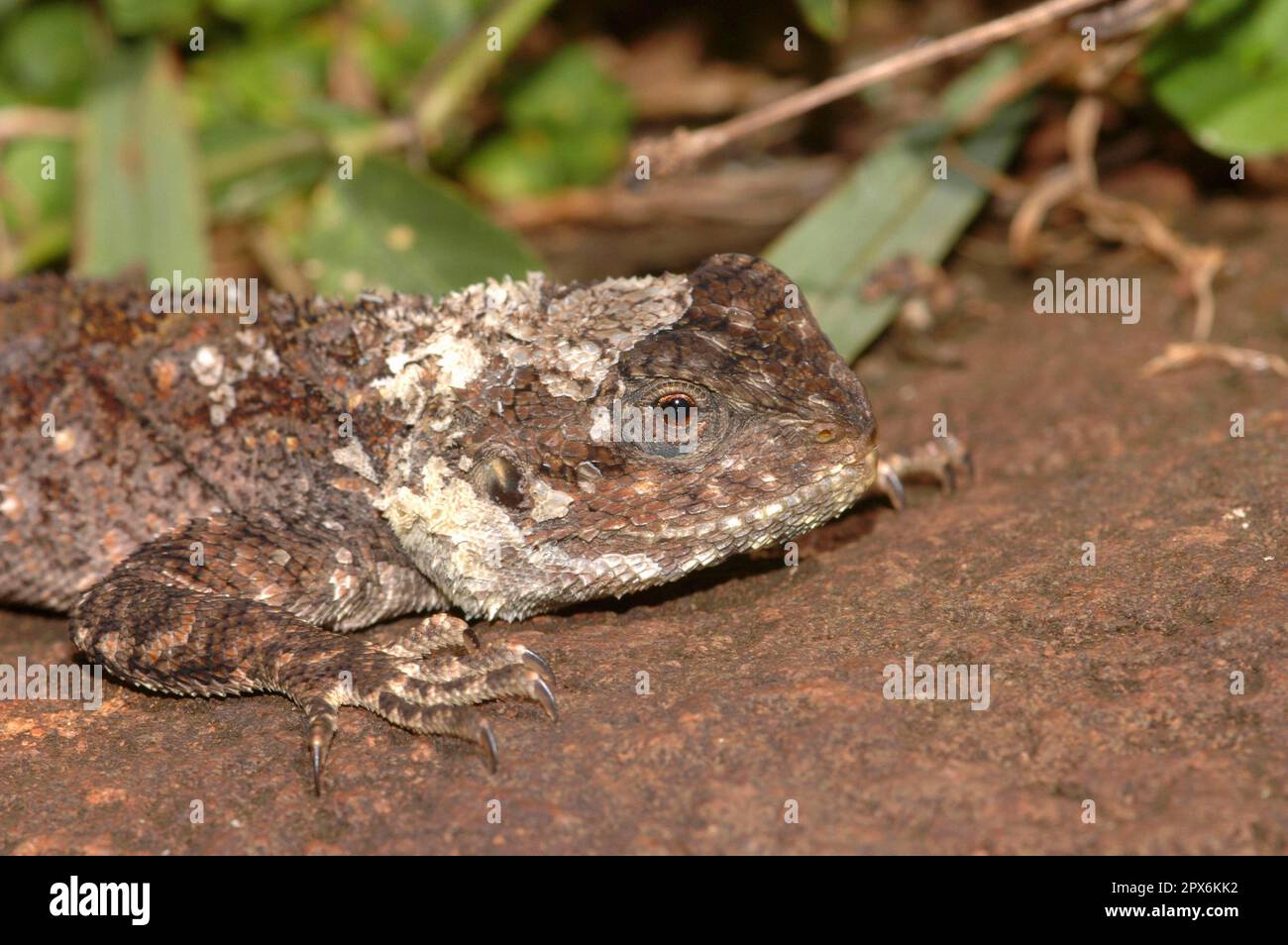 Blue-Headed Tree (Agama Stock Photo - Alamy