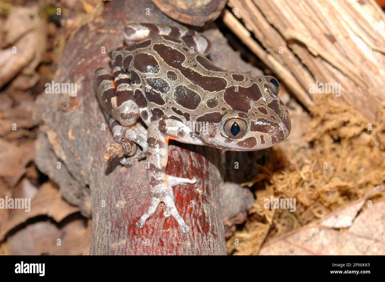 Spotted tree frog hi-res stock photography and images - Alamy
