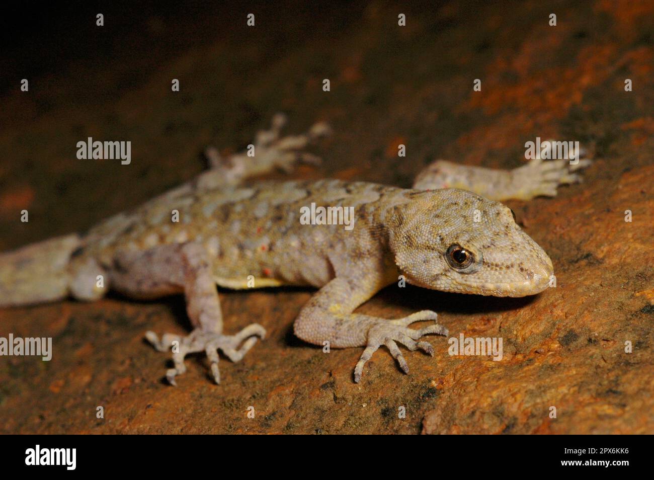 Elgon Forest Gecko Stock Photo - Alamy