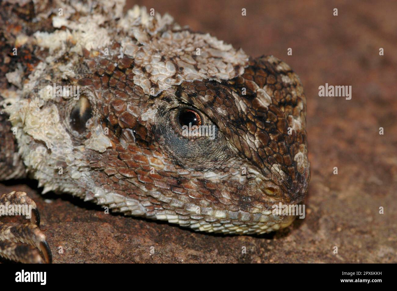 Blue-Headed Tree (Agama Stock Photo - Alamy