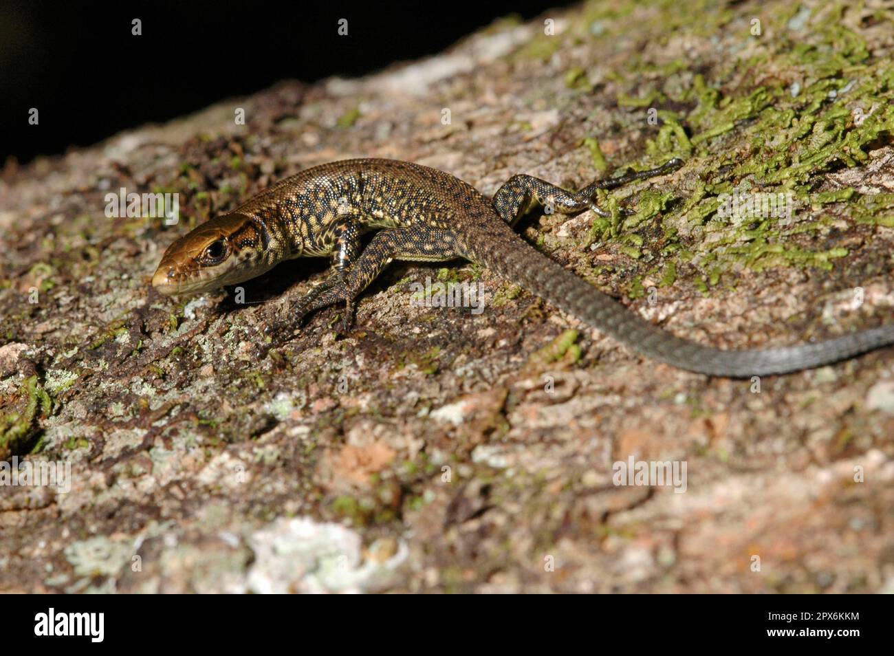 African reptile hi-res stock photography and images - Alamy