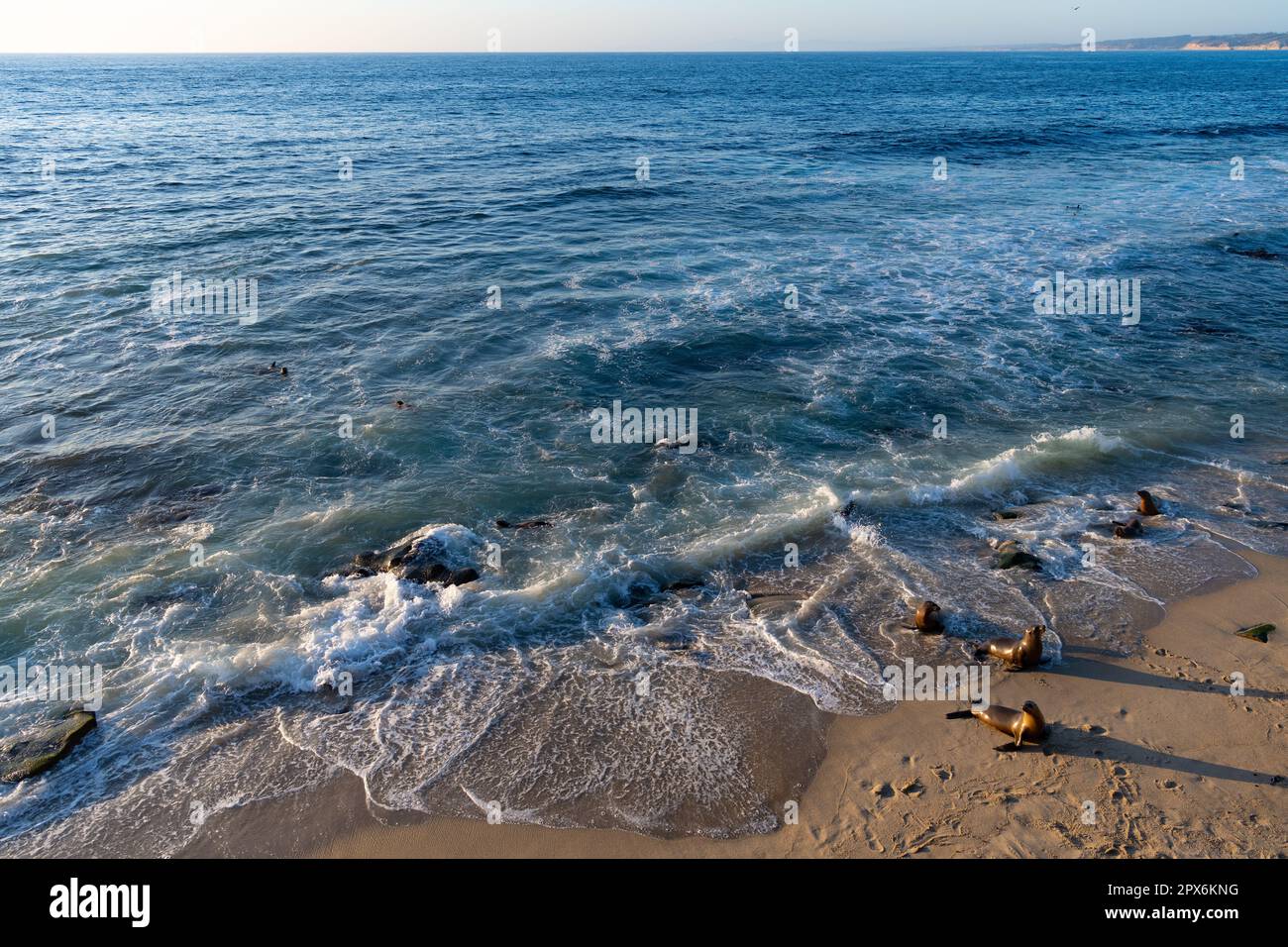 california sea lion wild animal in seascape nature. photo of sea lion ...
