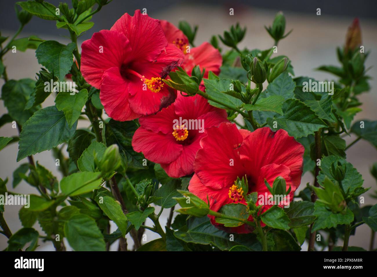 Three Red Hibiscus Flowers Stock Photo - Alamy