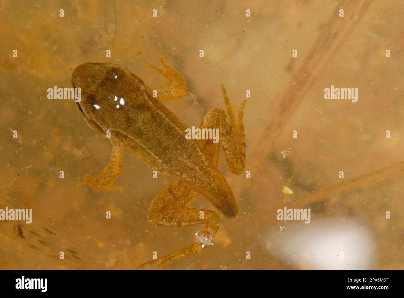 Water frog, juvenile Stock Photo - Alamy