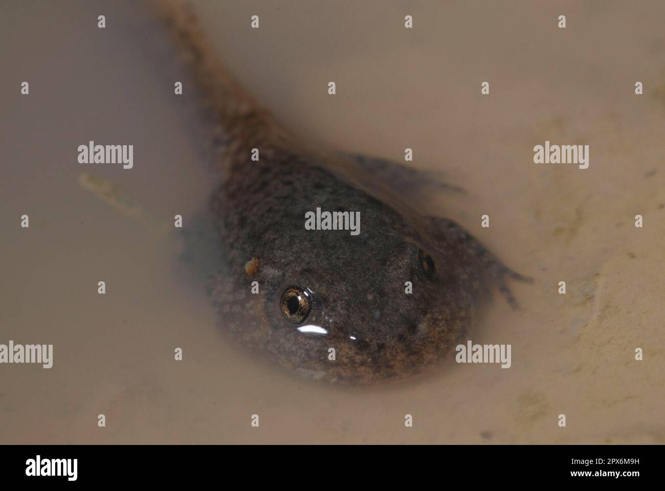 Midwife toad, tadpole Stock Photo - Alamy