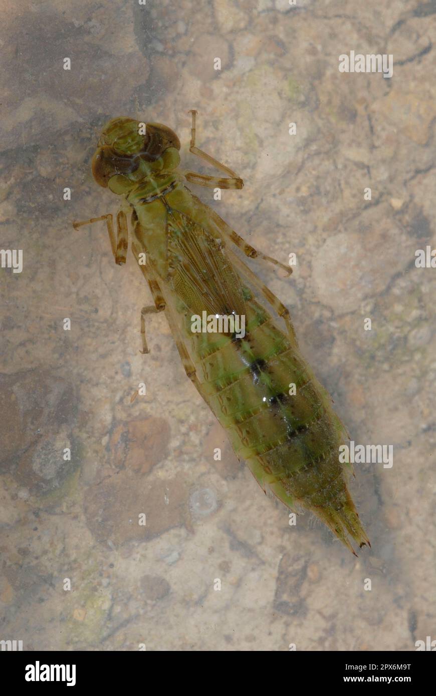 Dragonfly young hi-res stock photography and images - Alamy