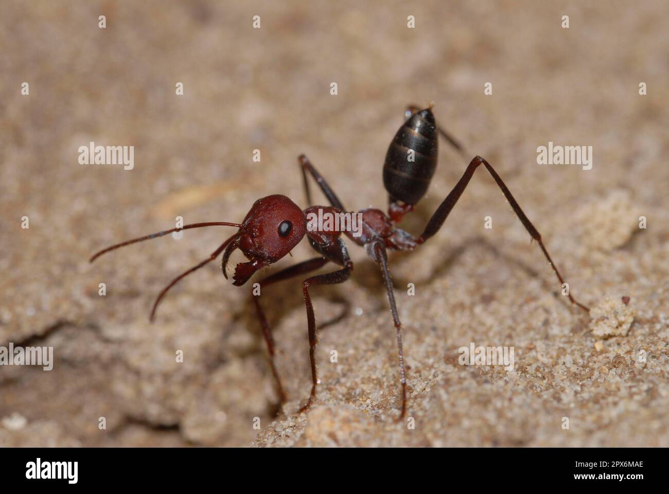 Desert ant hi-res stock photography and images - Alamy