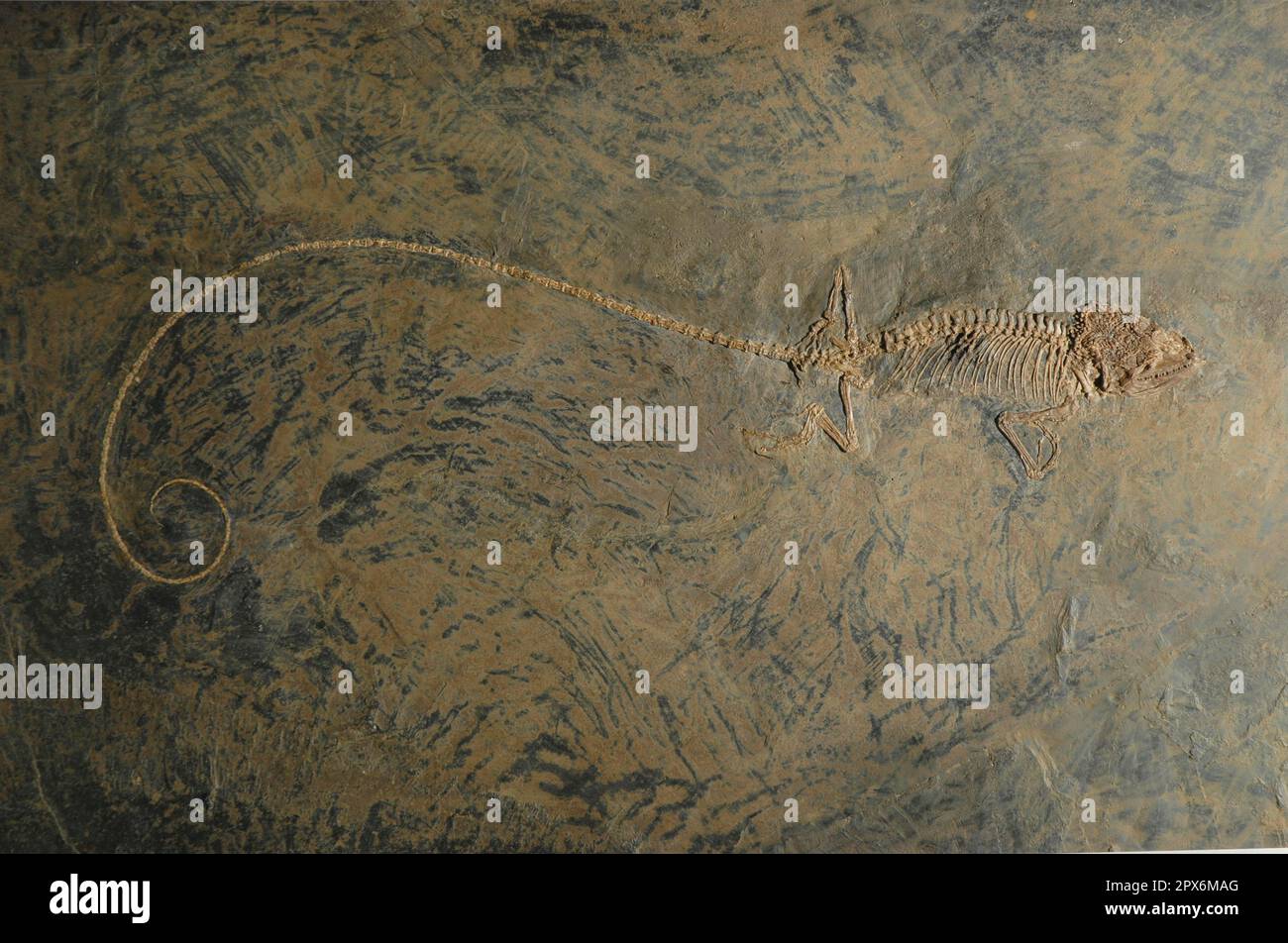 Grube messel fossil hi-res stock photography and images - Alamy