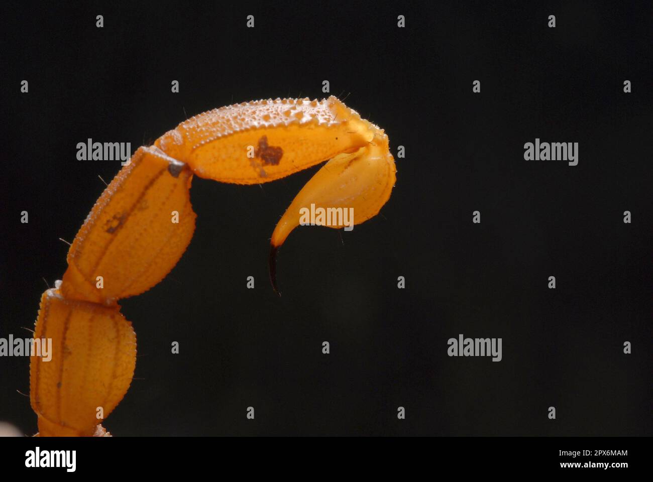Scorpion scorpionidae hi-res stock photography and images - Alamy