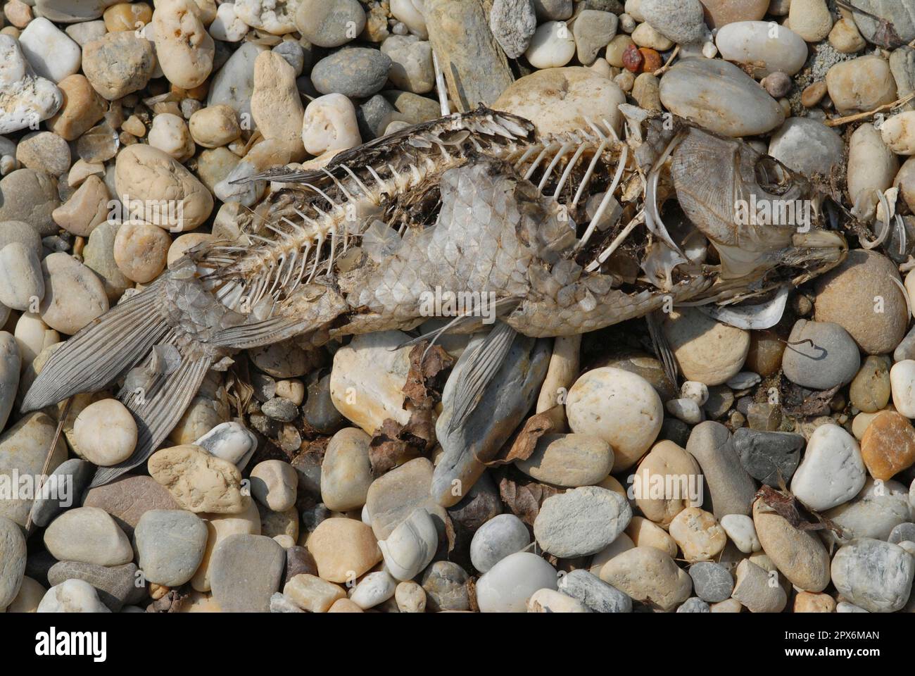 Carcass fish hi-res stock photography and images - Alamy