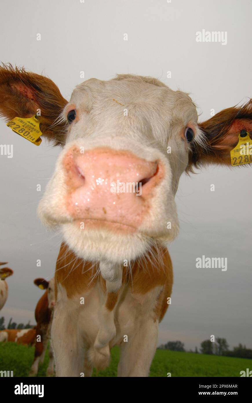 Domestic cattle, dairy cow Stock Photo - Alamy