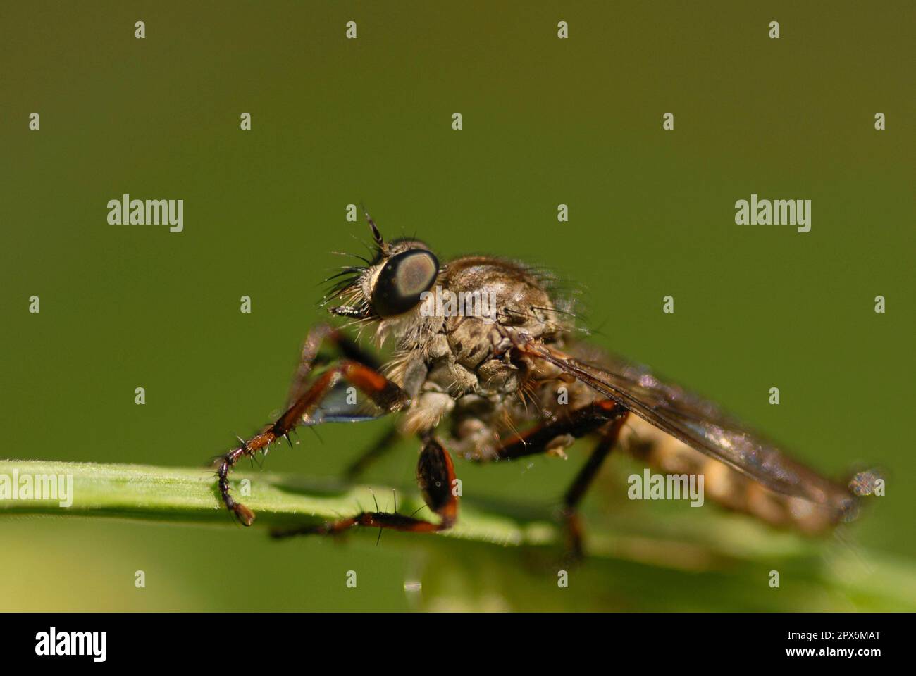 Side view of robber fly hi-res stock photography and images - Alamy