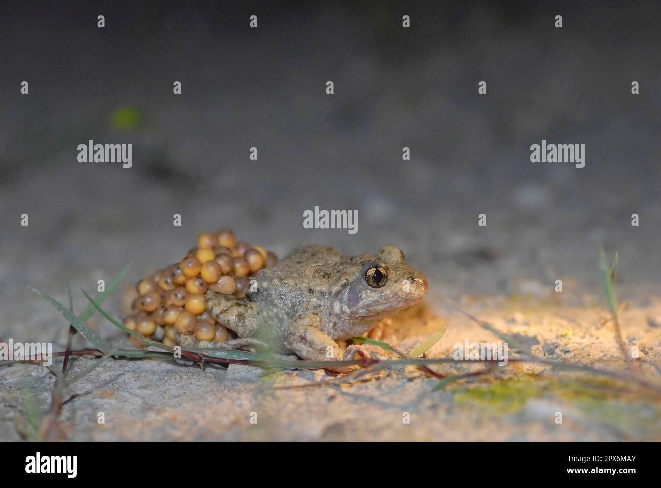 Spawn strings hi-res stock photography and images - Alamy