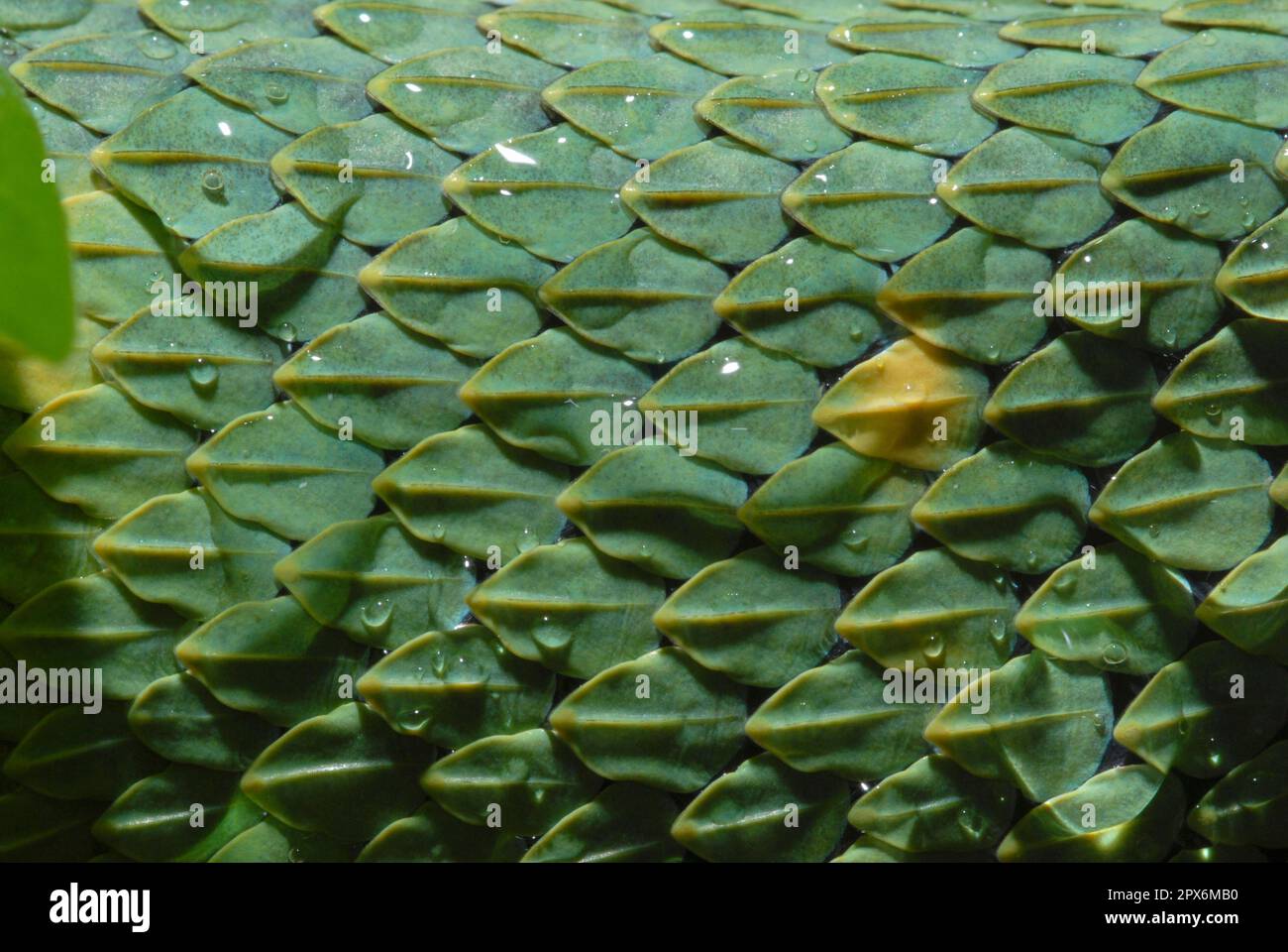 West African Bush Viper Stock Photo - Alamy