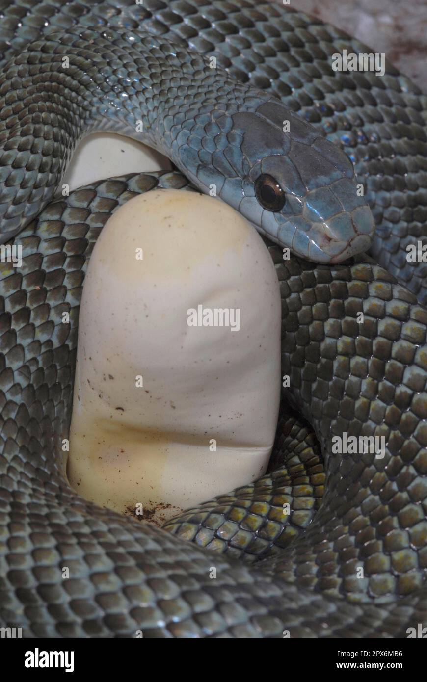 Snake egg hi-res stock photography and images - Alamy