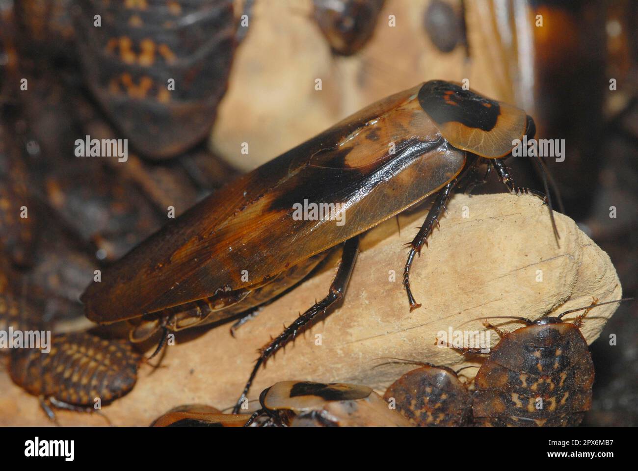 Flying Cockroach Black
