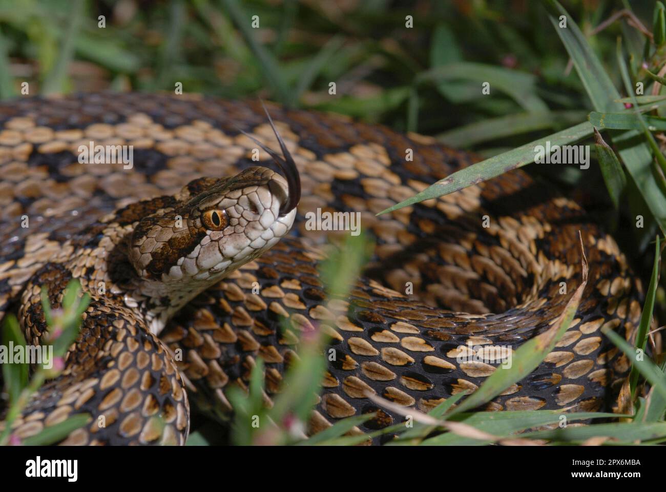 Hungarian meadow viper Stock Photo - Alamy