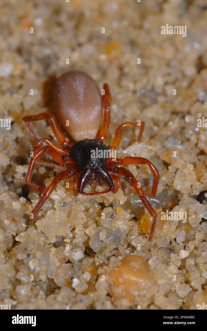 Six eyed spider hi-res stock photography and images - Alamy