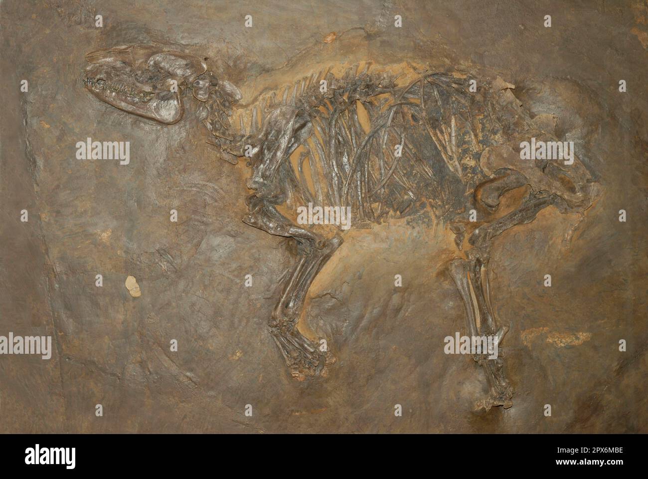 Prehistoric horse fossil hi-res stock photography and images - Alamy