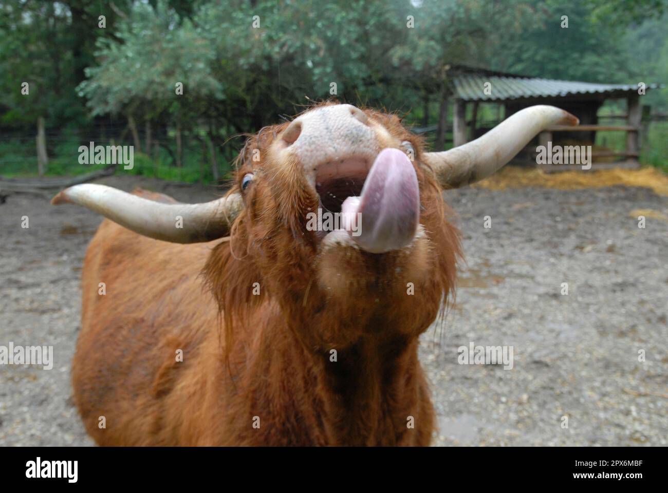 Scottish Highland Cow Stock Photo - Alamy